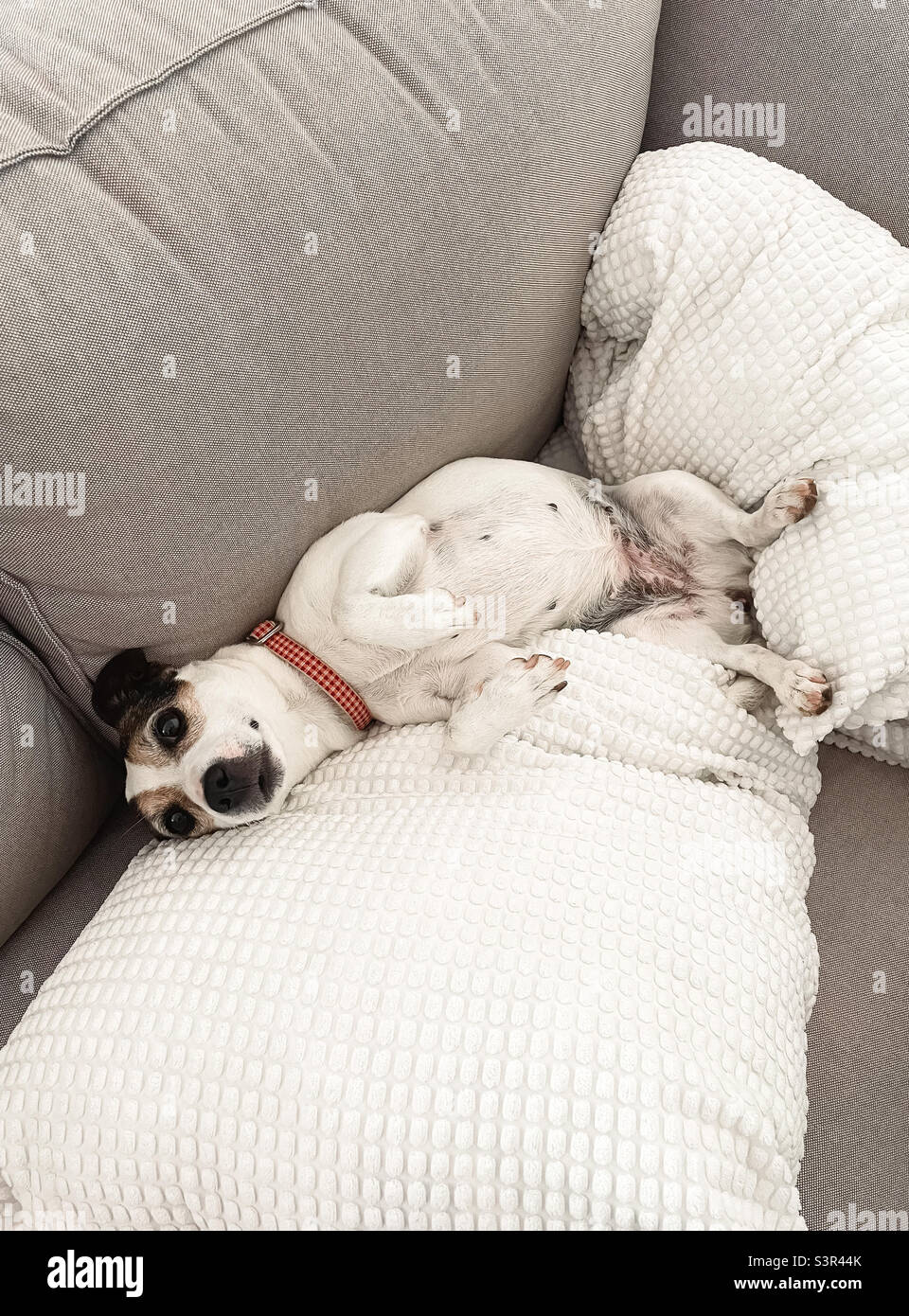 Belly scratch hi-res stock photography and images - Alamy