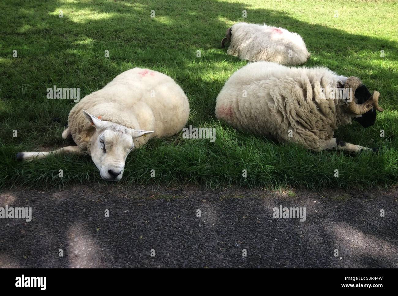 Sheep sleeping hi-res stock photography and images - Alamy