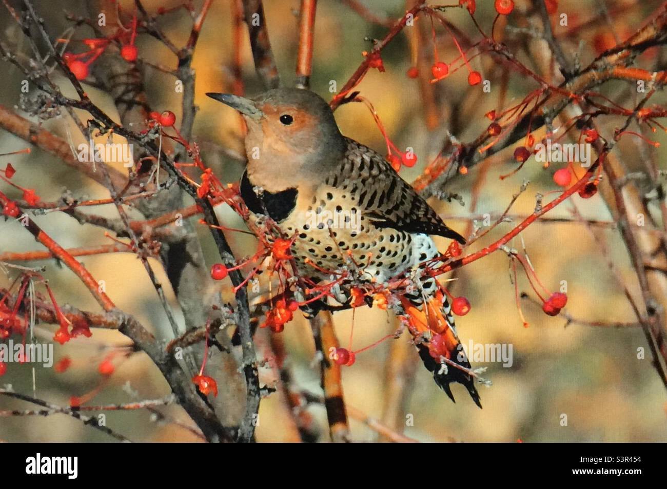 Northern flicker, woodpecker, wildlife, birds of North America, bird ...