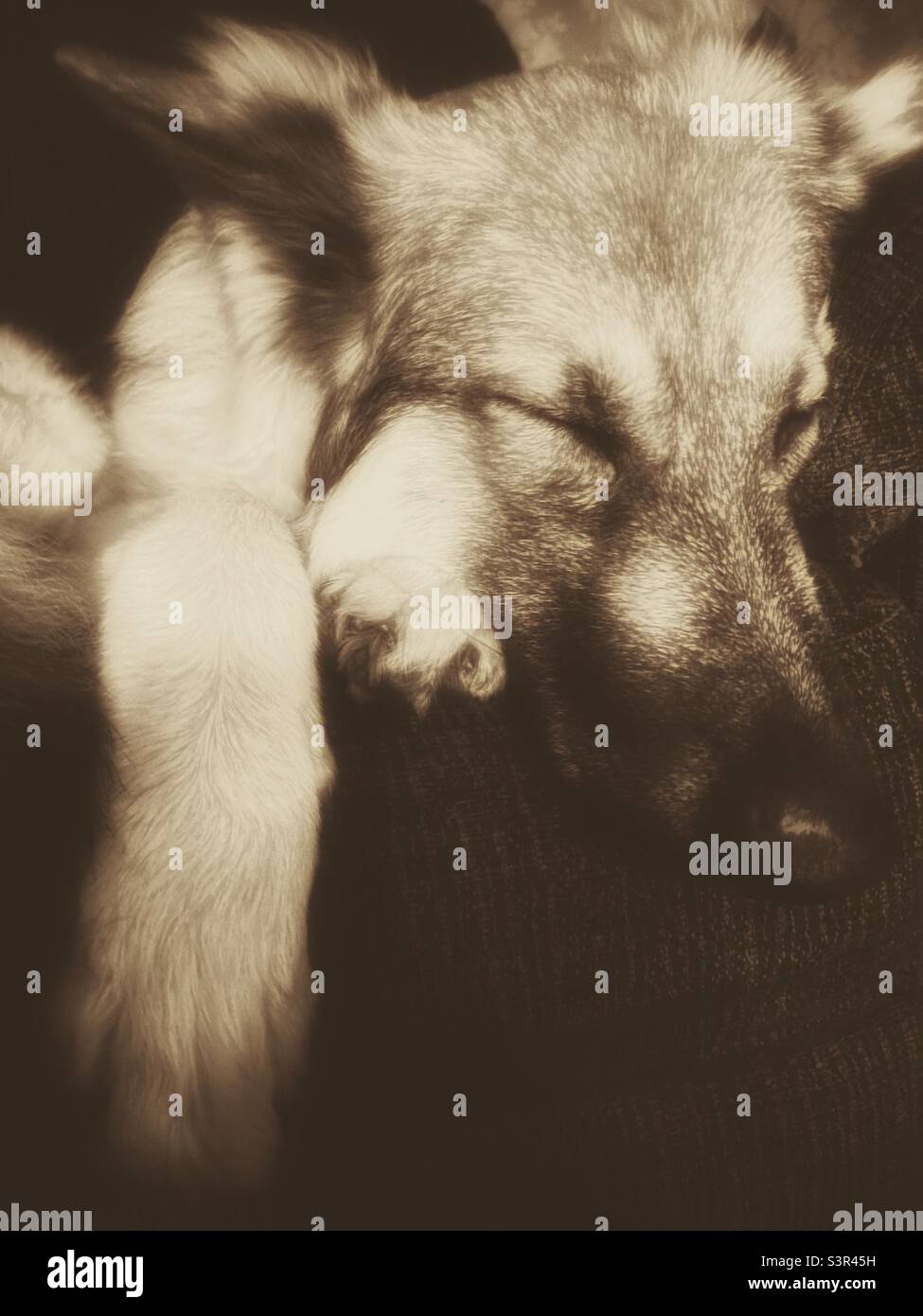 German shepherd puppy sleeping hi-res stock photography and images - Alamy