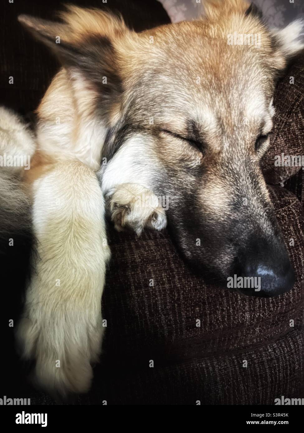German shepherd dog sleeping hi-res stock photography and images - Alamy