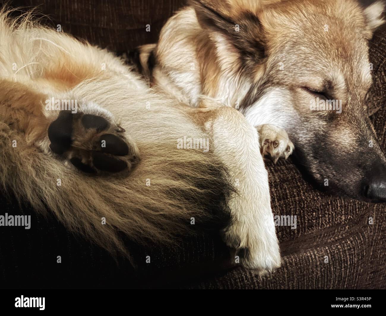 Dog paw pad hi-res stock photography and images - Alamy