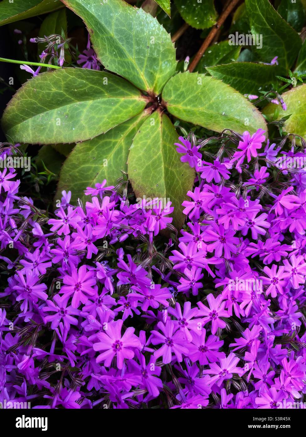 Purple flower spread hi-res stock photography and images - Alamy