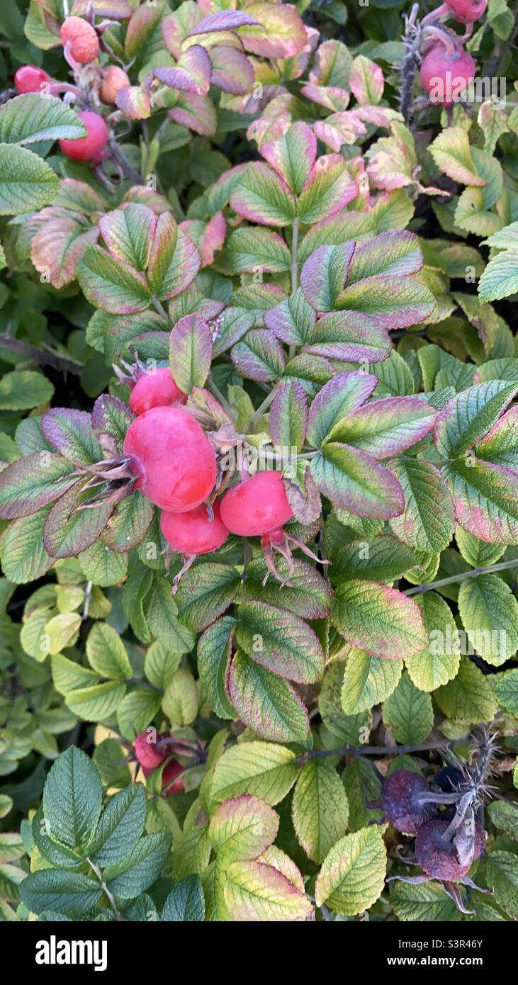 Native rose hi-res stock photography and images - Alamy