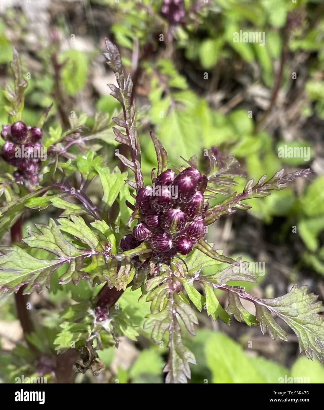 Purple ragwort hi-res stock photography and images - Alamy