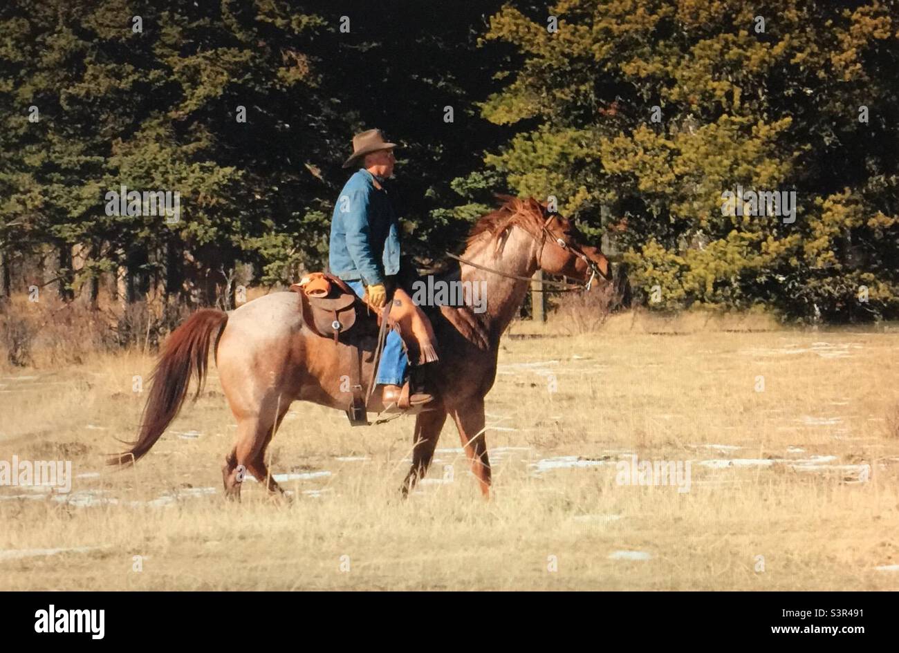 Ranching, round up, herding cows, cowboys, horses, cattle, agriculture ...