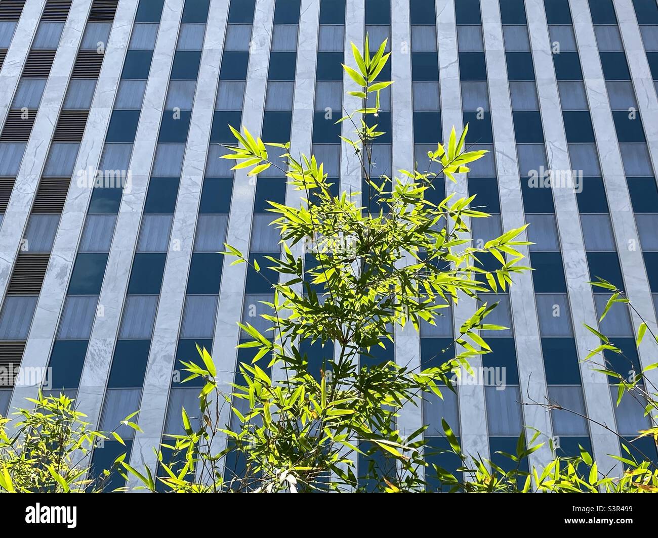 Sunlight shining through tree leaves hi-res stock photography and ...
