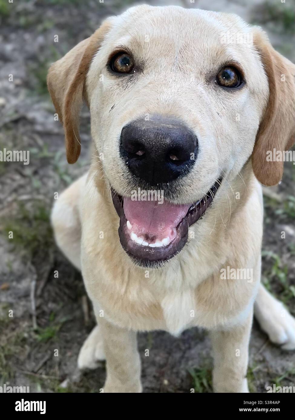 Wags his tail hi-res stock photography and images - Alamy