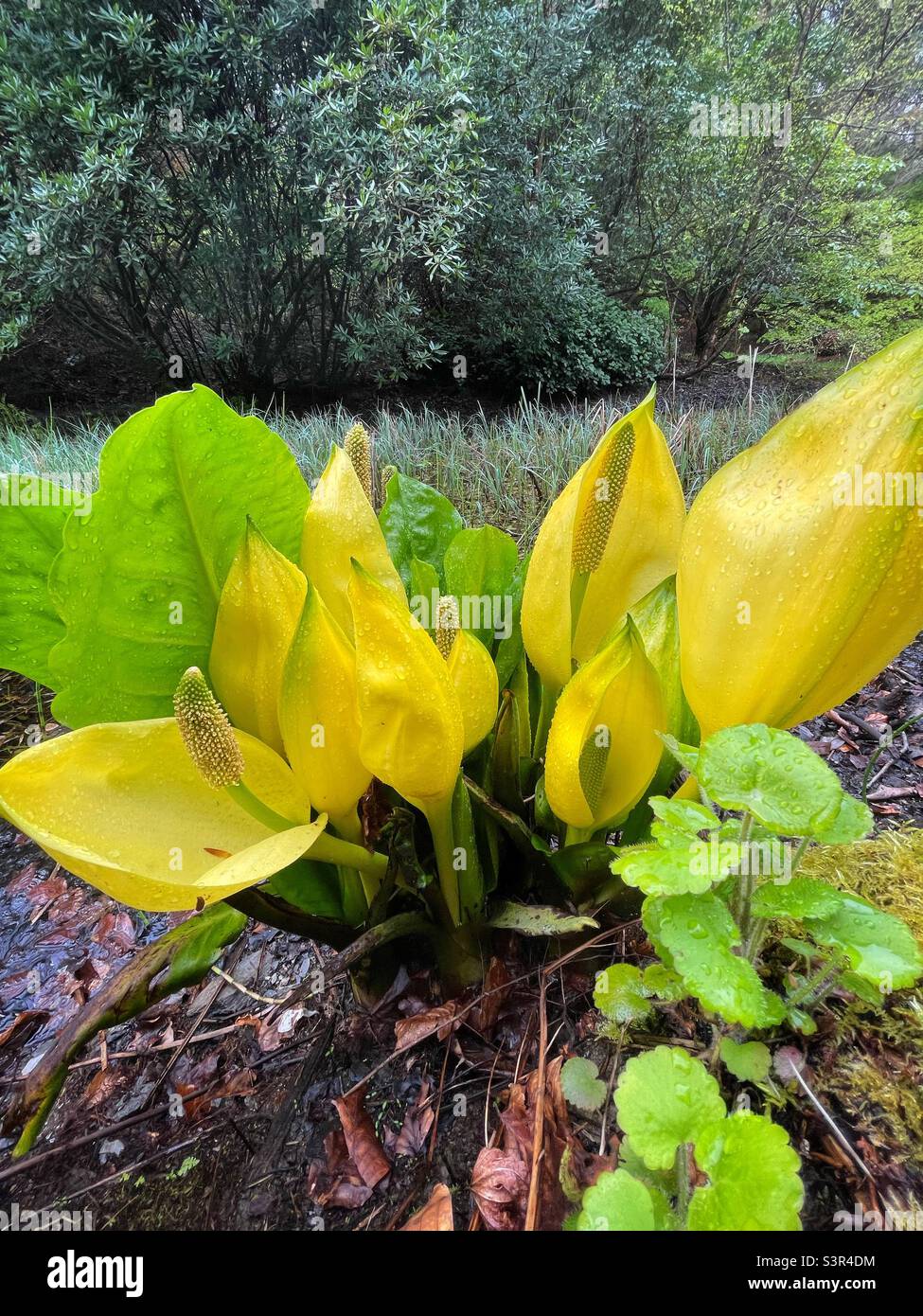Skunk cabbage (Lysichiton americanus) growing in marshy ground near an ...