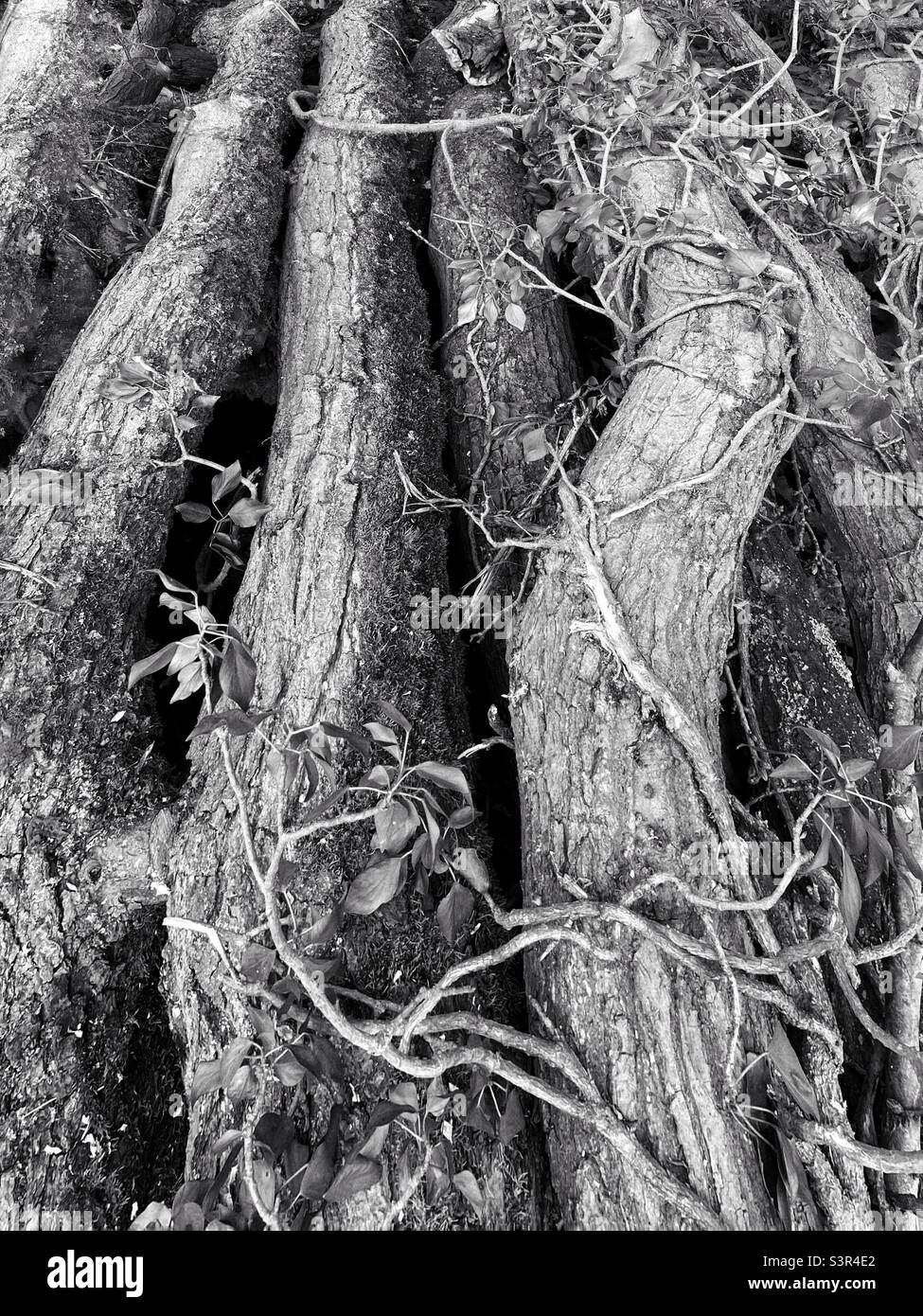 Wood vines hi-res stock photography and images - Alamy