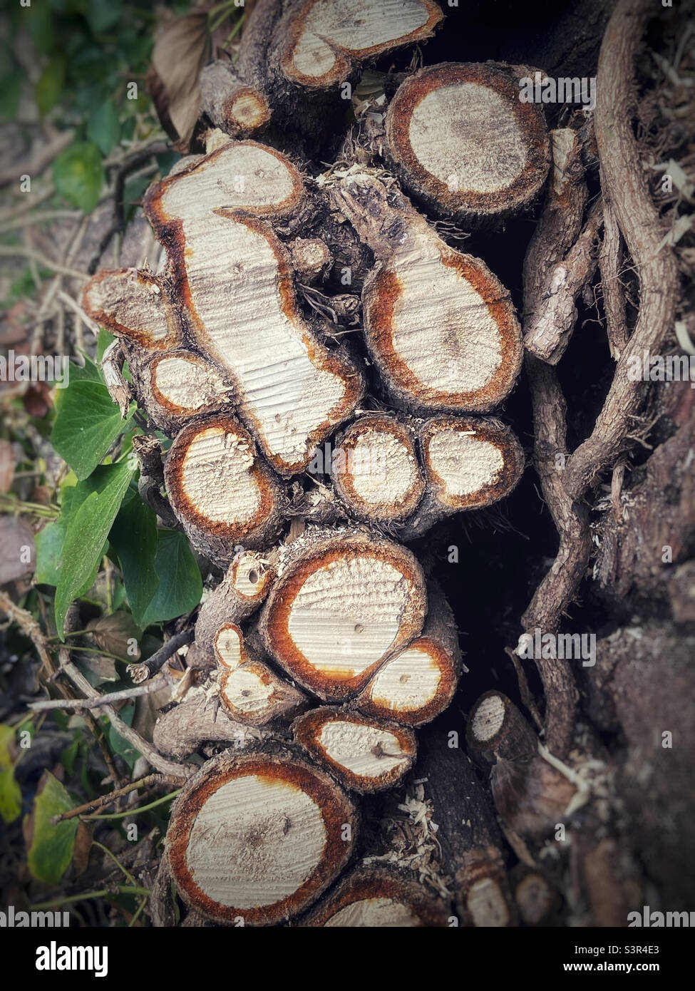 Chopped tree branches hi-res stock photography and images - Alamy