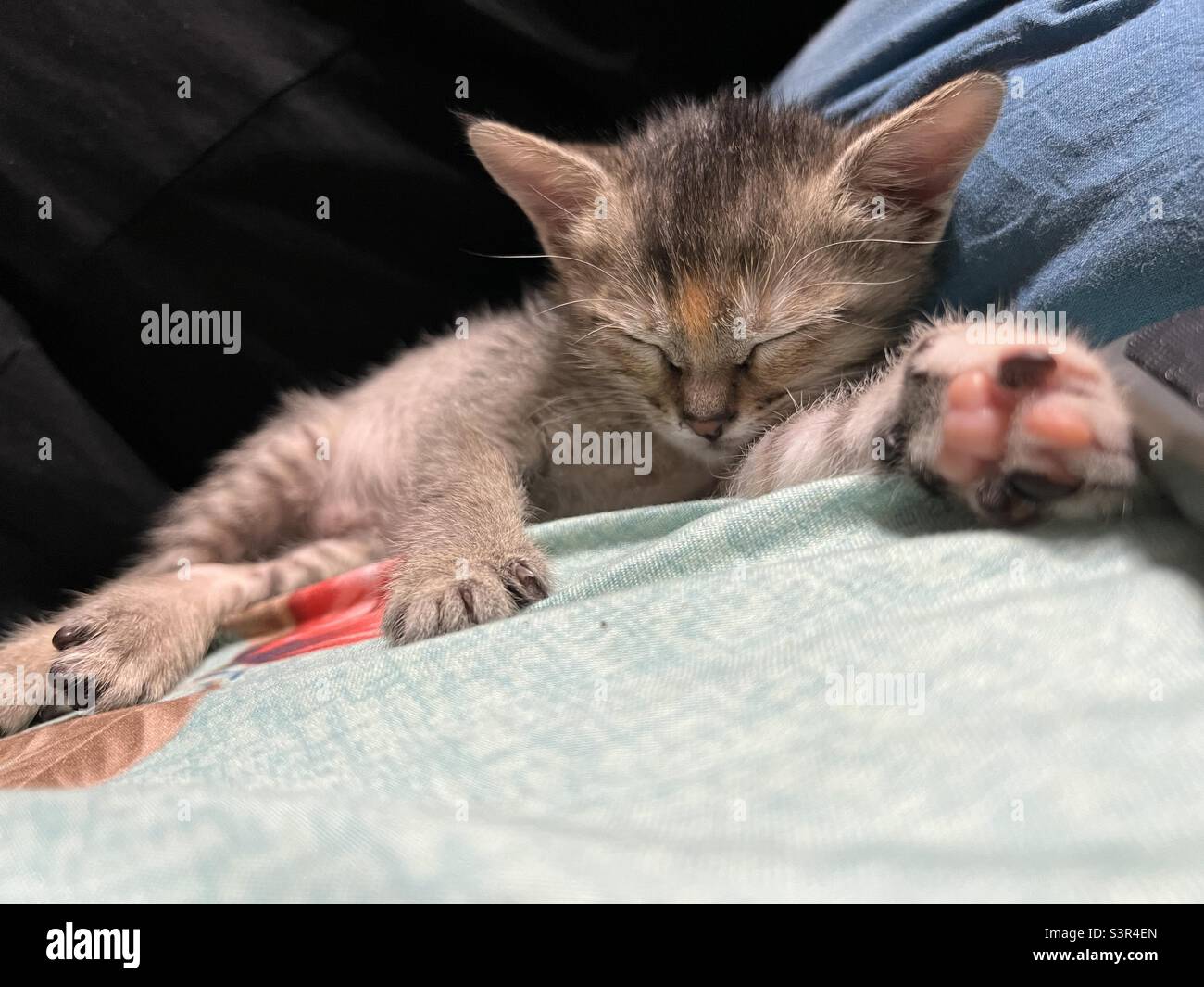 Purring kitty hi-res stock photography and images - Alamy