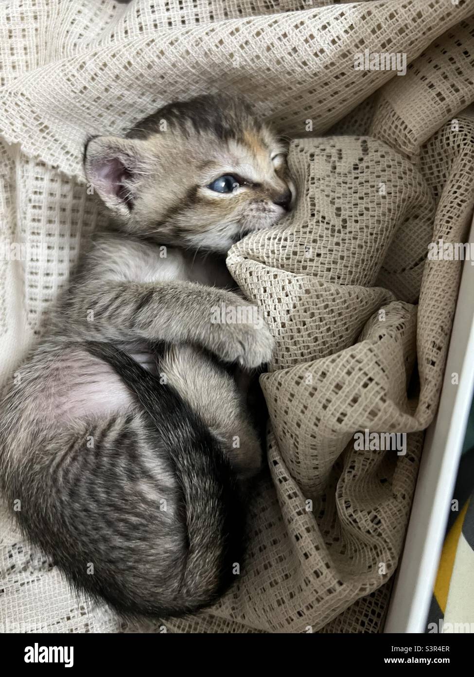 Soft kitty hi-res stock photography and images - Alamy