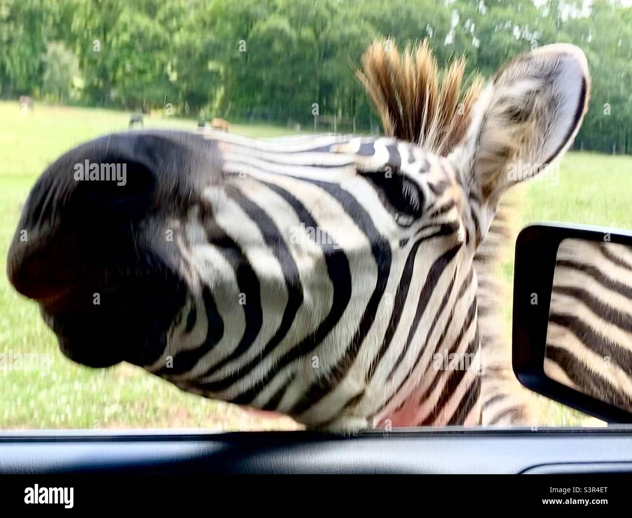 Friendly wild animals hi-res stock photography and images - Alamy