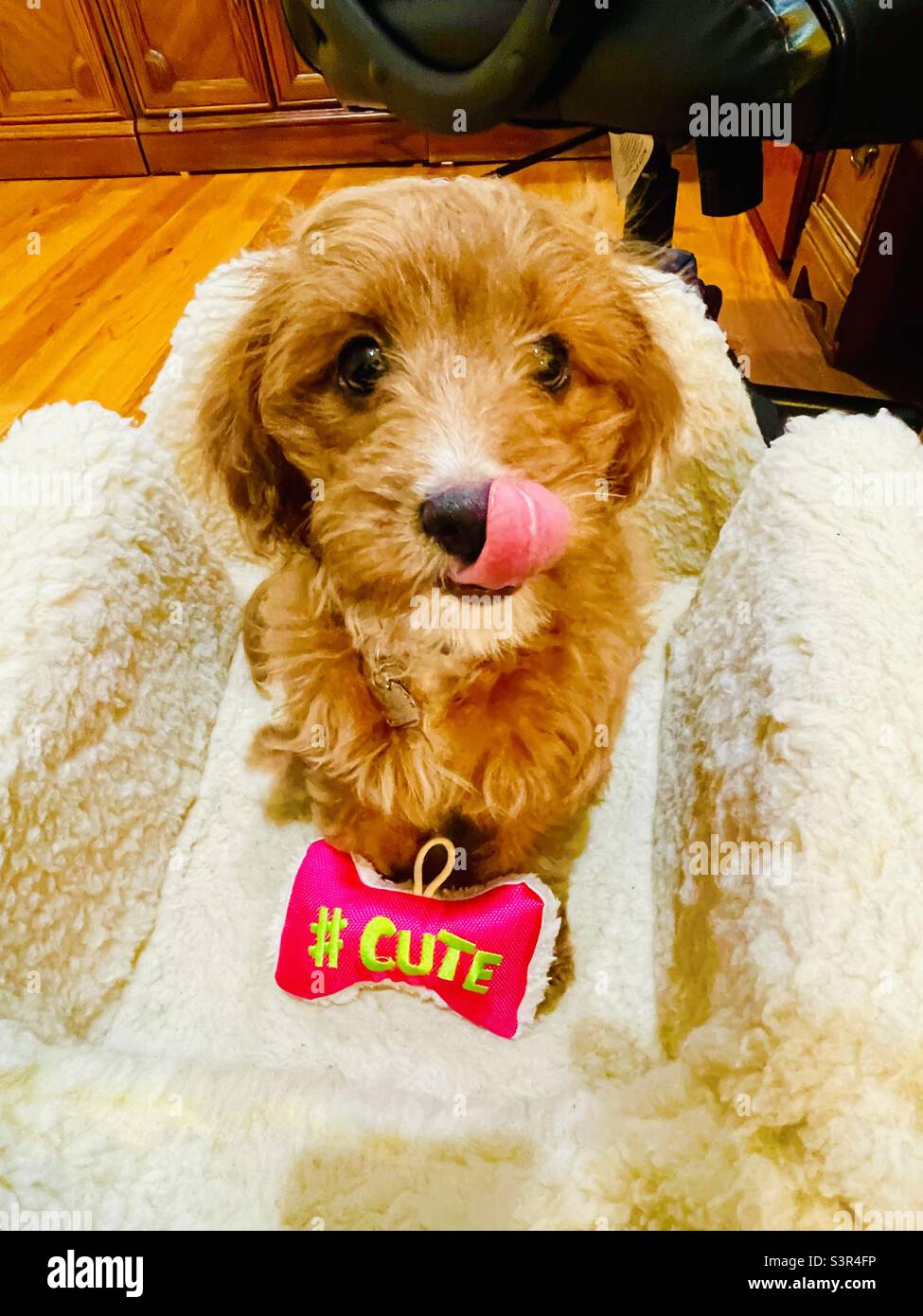 Cavapoo dog hi-res stock photography and images - Alamy