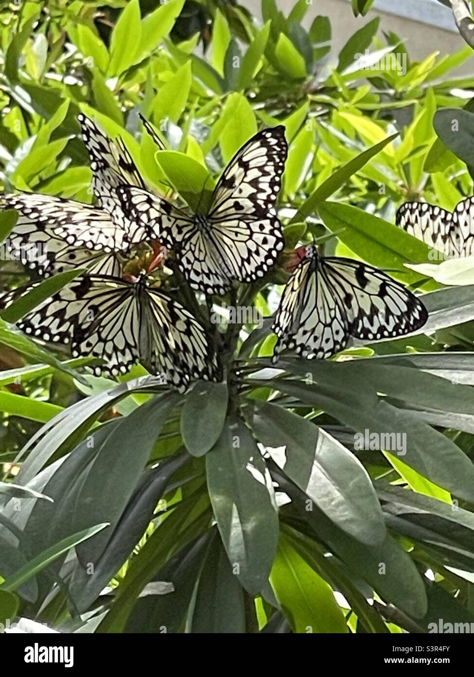 Tree nymphs hi-res stock photography and images - Alamy