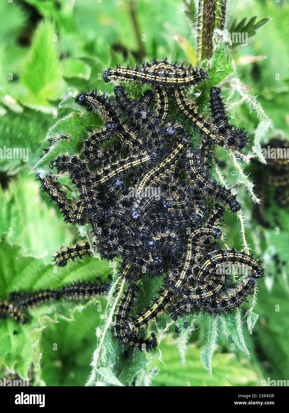 Nettles butterfly hi-res stock photography and images - Alamy
