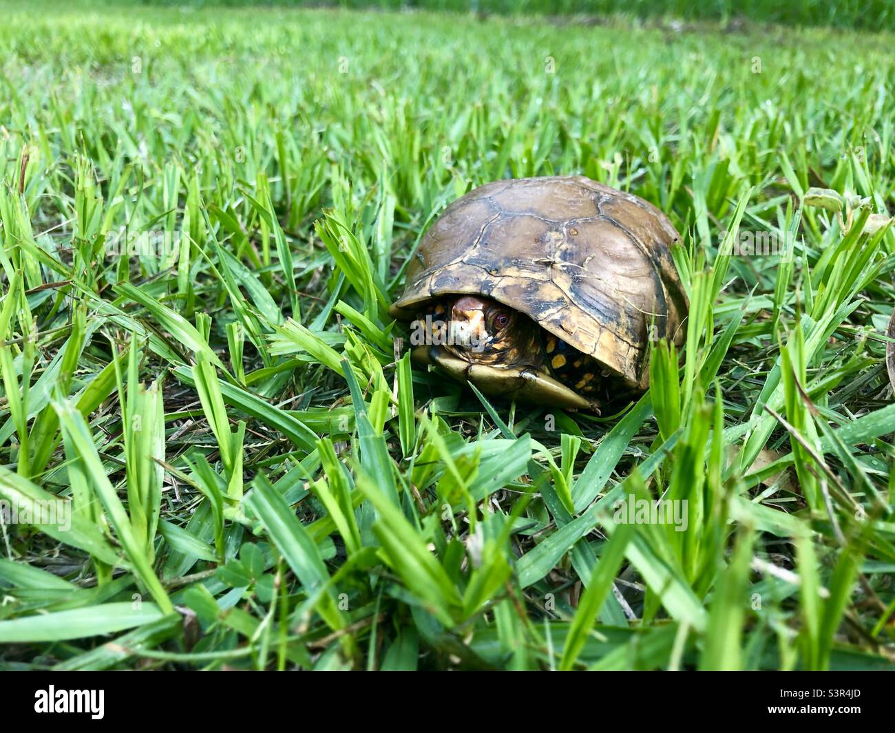 Turtle peeking out shell hi-res stock photography and images - Alamy