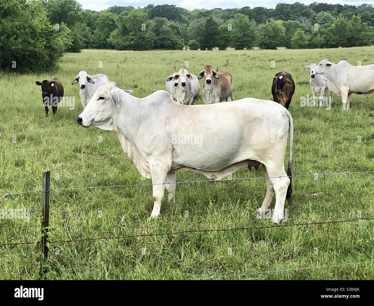 Brahman cows hi-res stock photography and images - Alamy