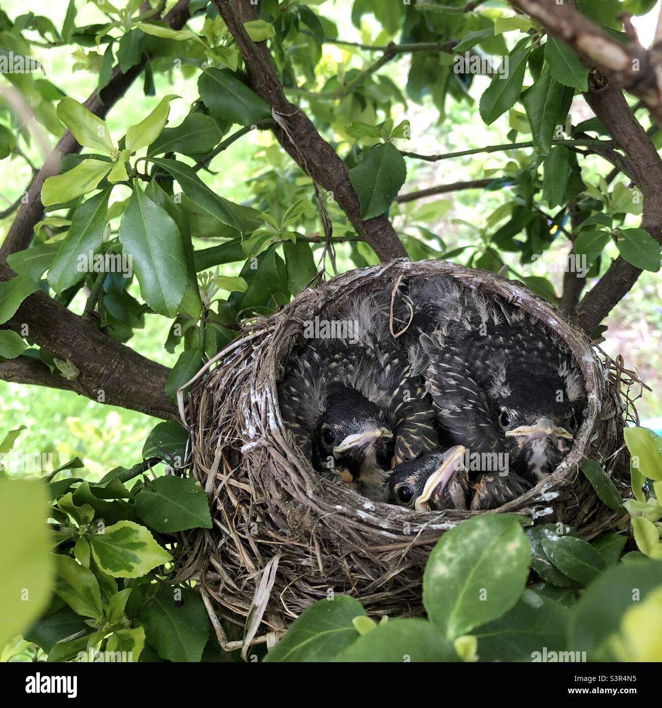 Robins nest hi-res stock photography and images - Alamy