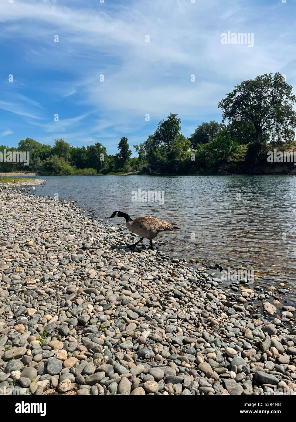 Goose walking with purpose on the American River Stock Photo - Alamy