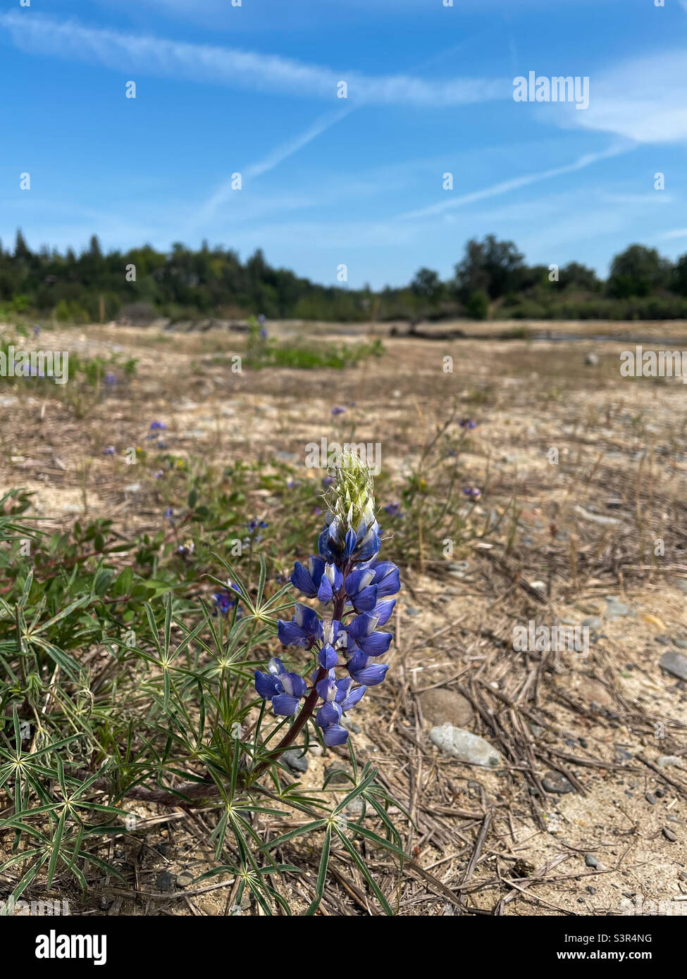 Bluebonnet lupine hi-res stock photography and images - Alamy