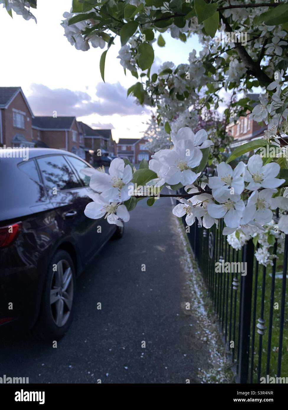 Pretty blossom hi-res stock photography and images - Alamy