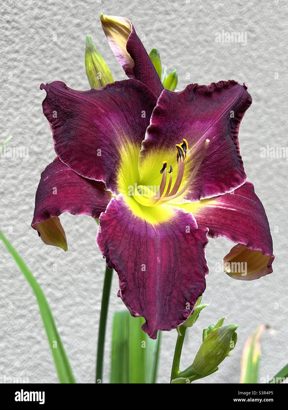 Maroon lily hi-res stock photography and images - Alamy