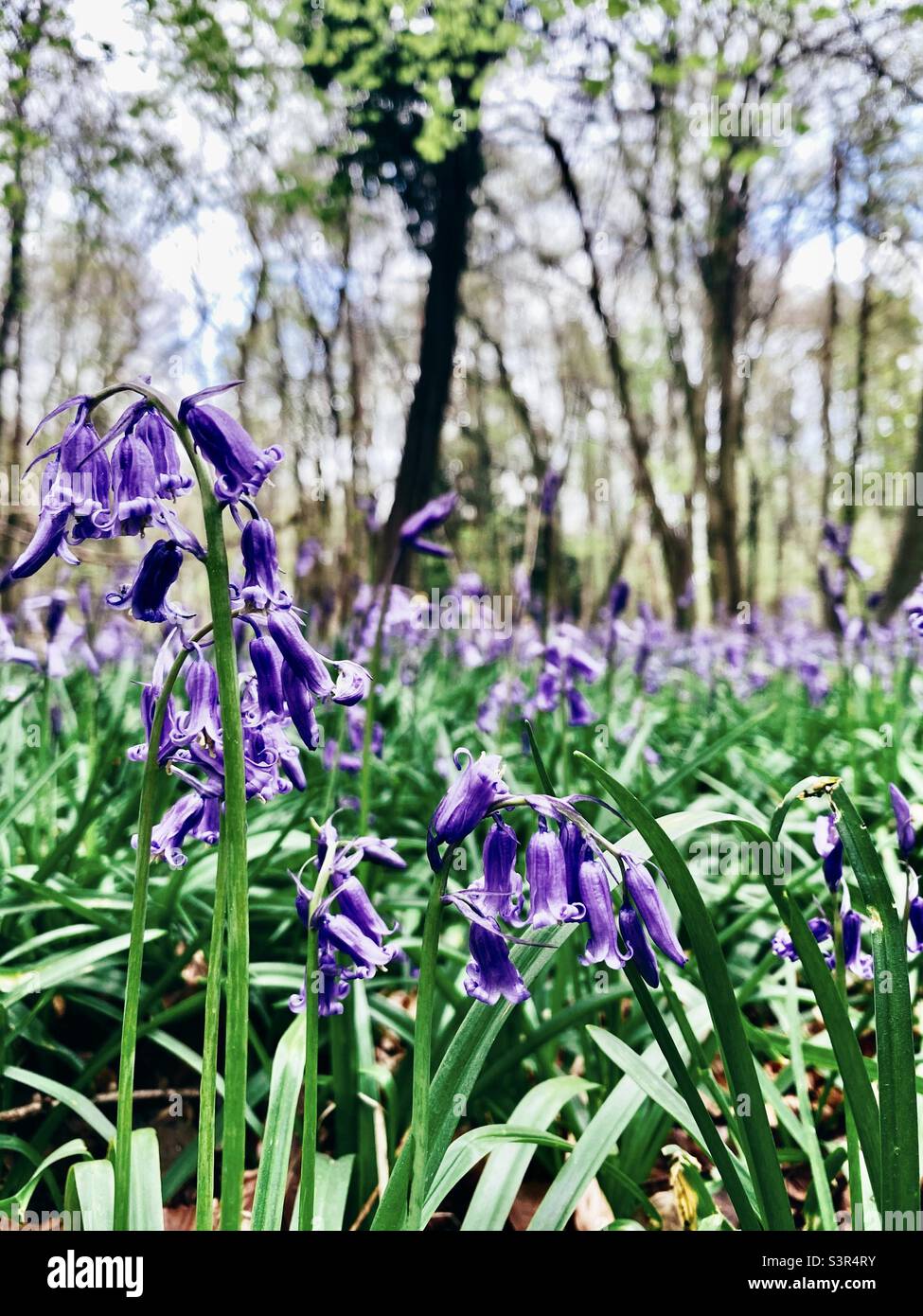 Spring sprung hi-res stock photography and images - Alamy