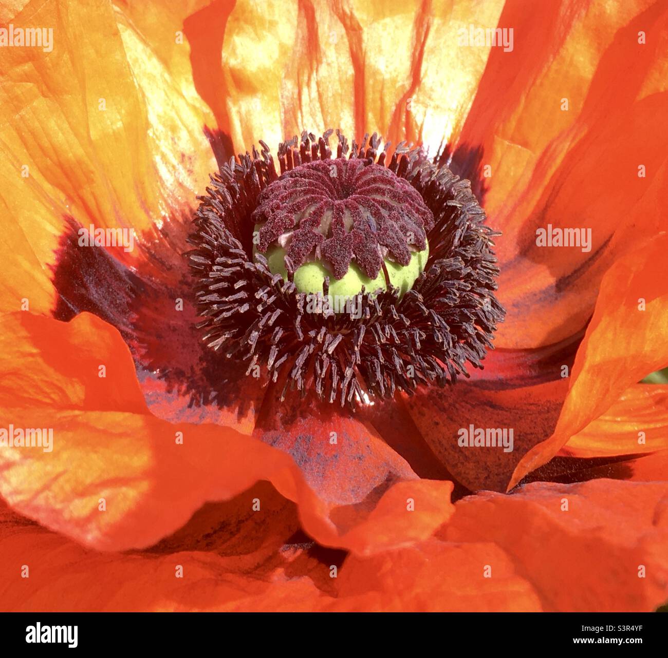 Poppy, red, orange, energy, life, fun, beauty, light, joy nature Stock ...