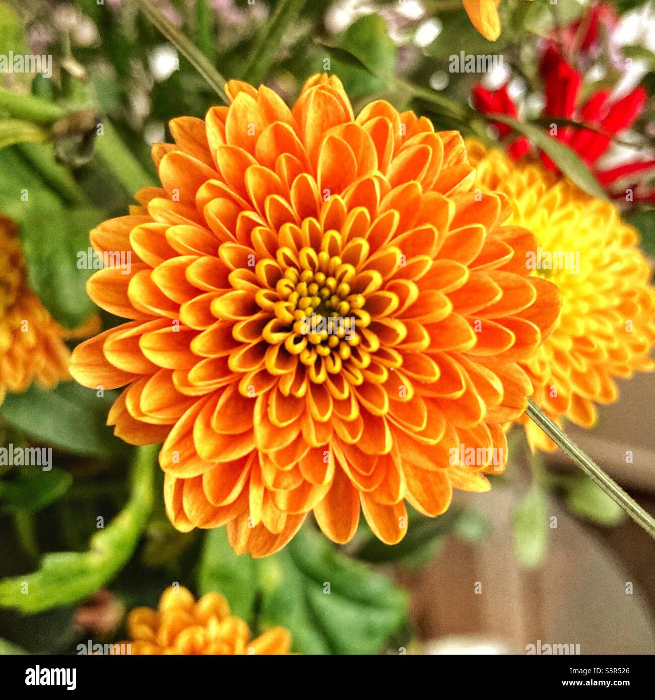 Yellow orange flower hi-res stock photography and images - Alamy