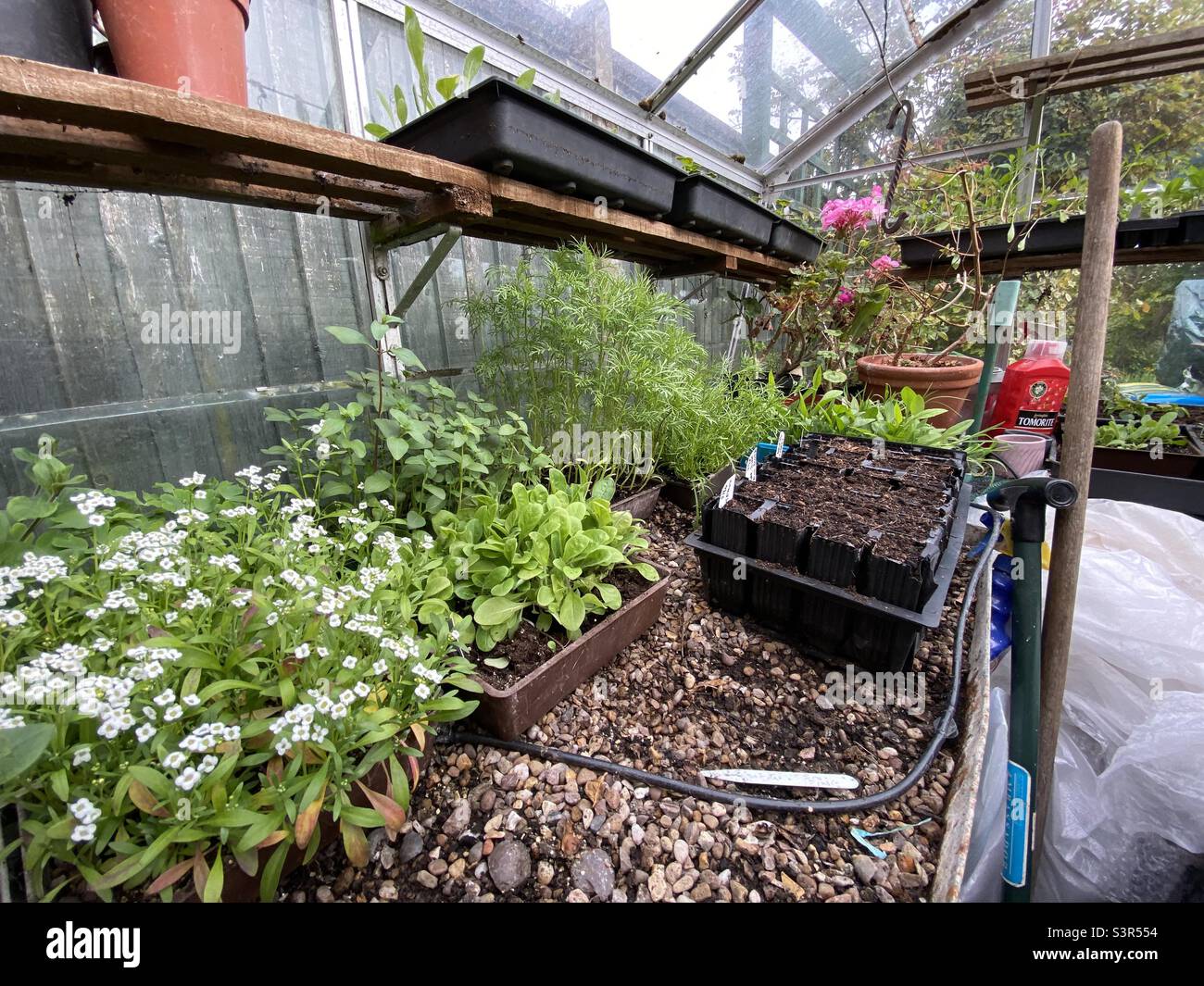 Plants growing on staging in a greenhouse Stock Photo - Alamy