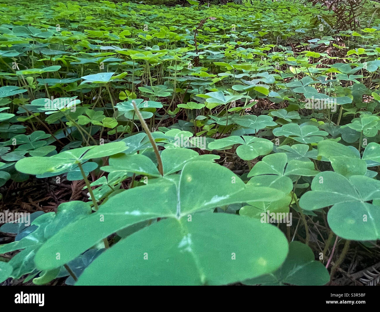 Redwood sorrel in the forest Stock Photo - Alamy