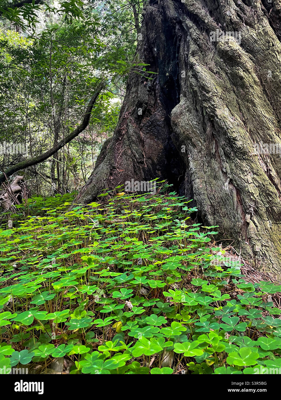Redwood sorrel on forest floor Stock Photo - Alamy