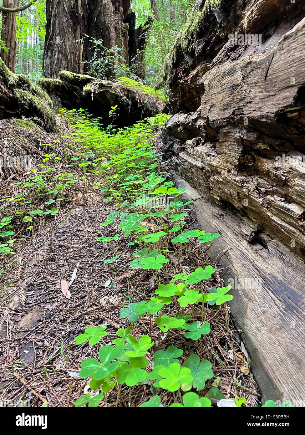 Redwood sorrel hi-res stock photography and images - Alamy