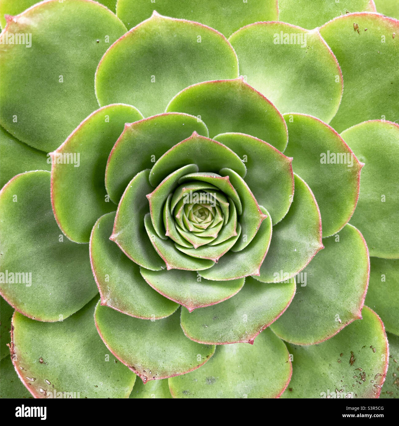 Mandala of nature hi-res stock photography and images - Alamy
