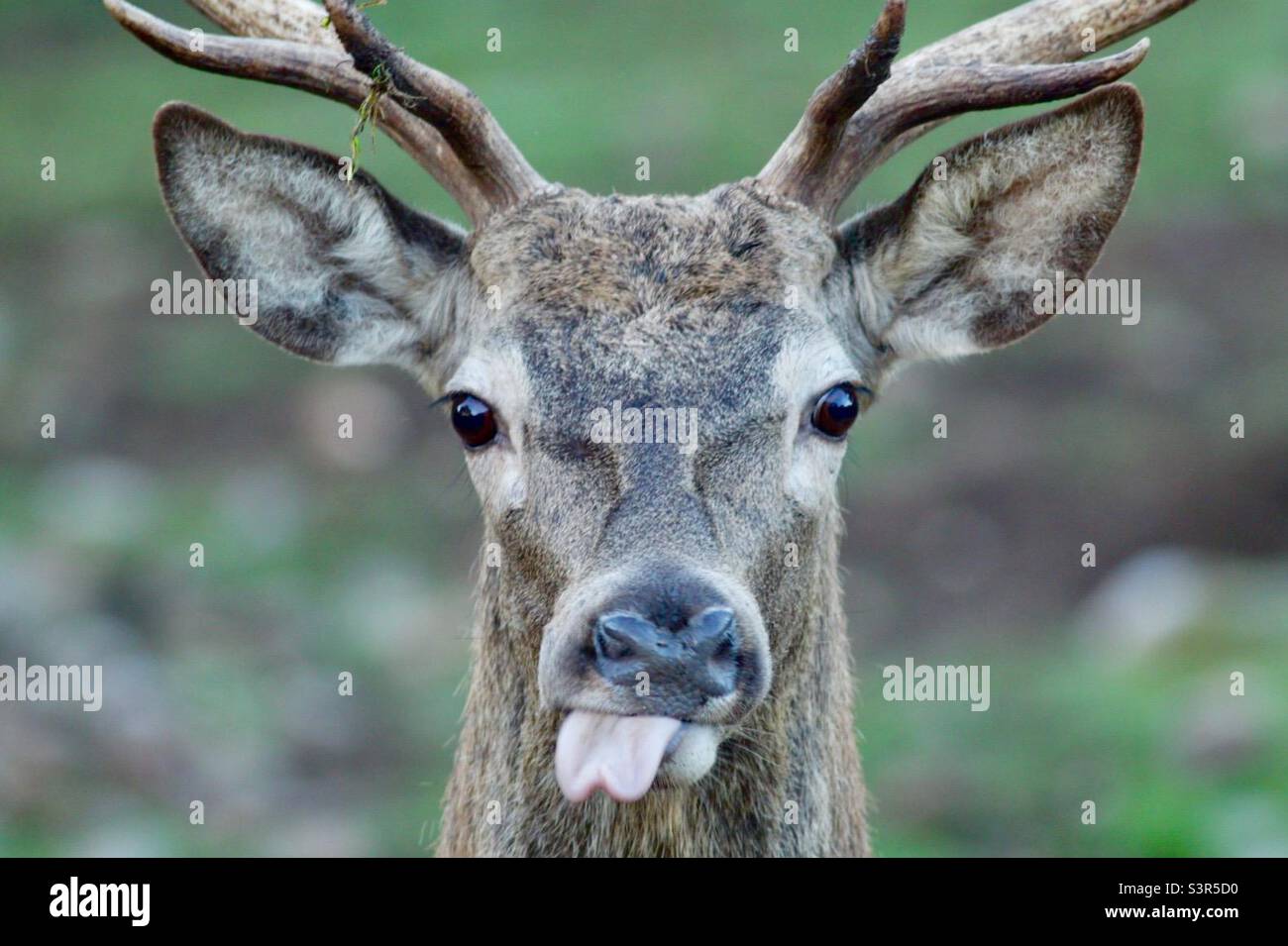 Funny deer hi-res stock photography and images - Alamy