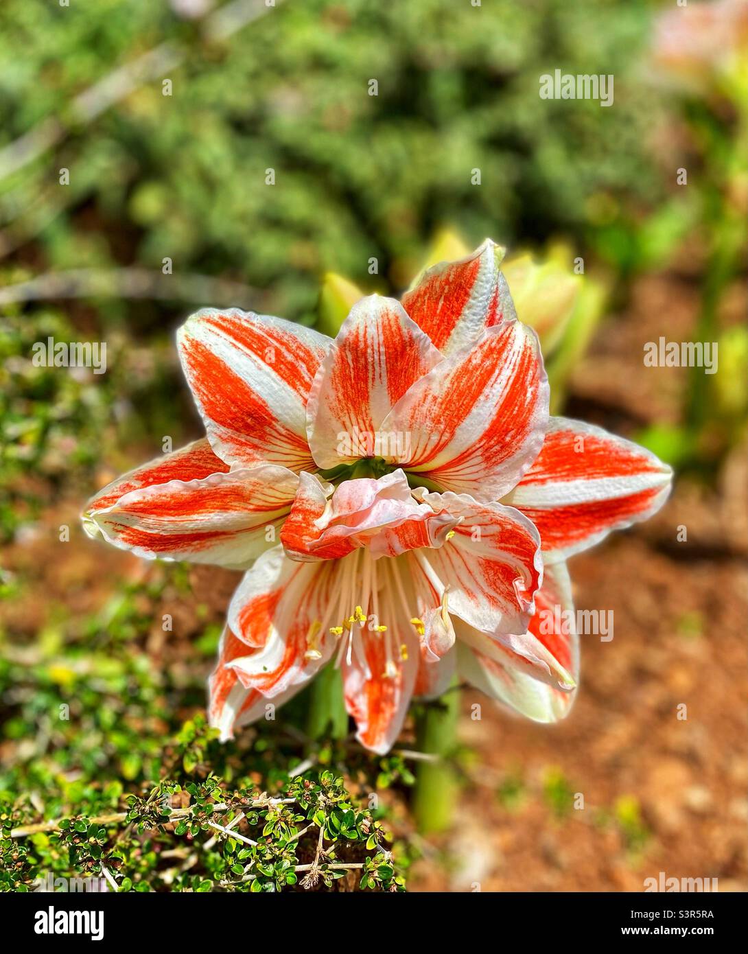 Madeira botanical garden Stock Photo - Alamy