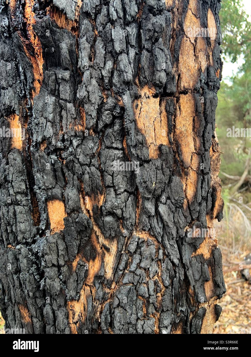 Tree bark wood hi-res stock photography and images - Alamy