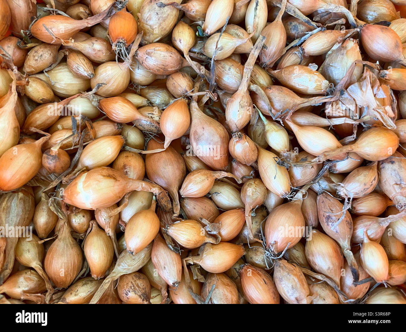 Onion sowing texture hi-res stock photography and images - Alamy
