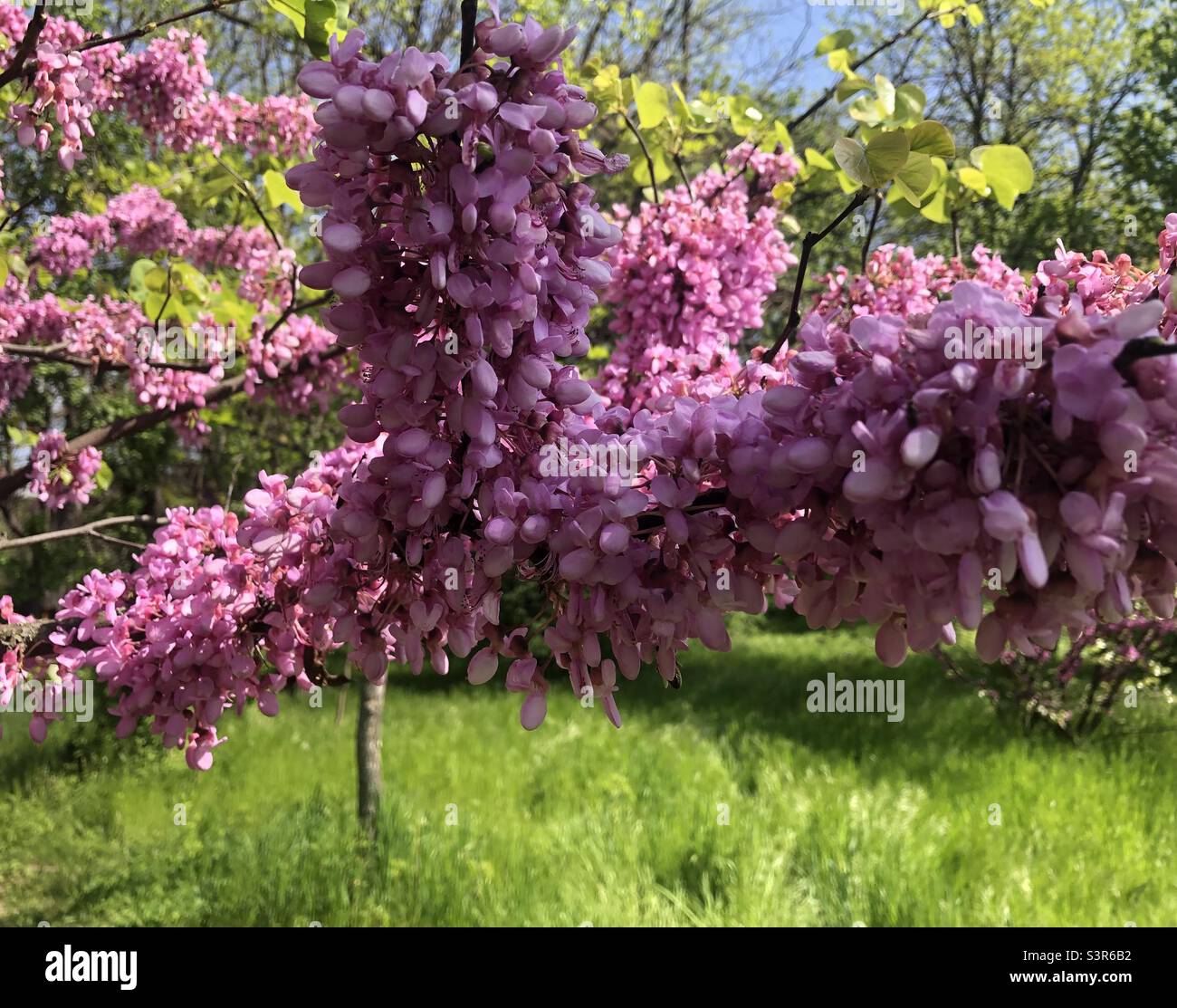 Judas tree blooming Stock Photo - Alamy