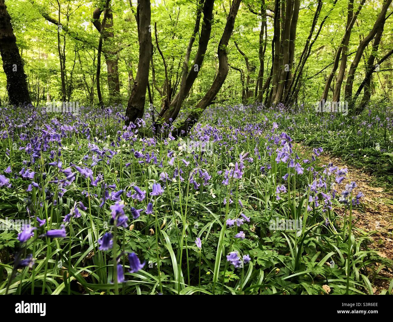 Blean woods hi-res stock photography and images - Alamy