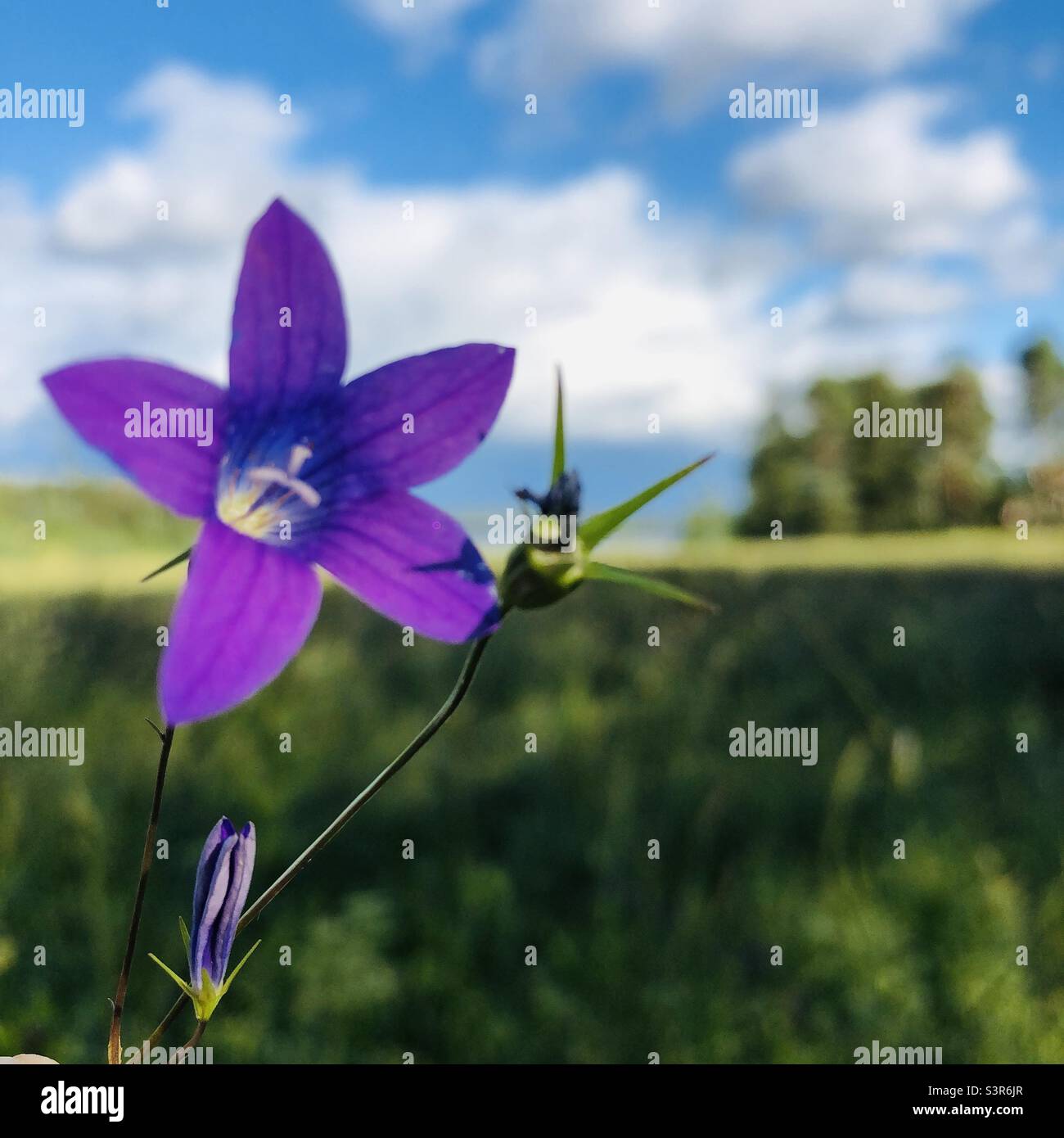 Ring bell for hi-res stock photography and images - Alamy