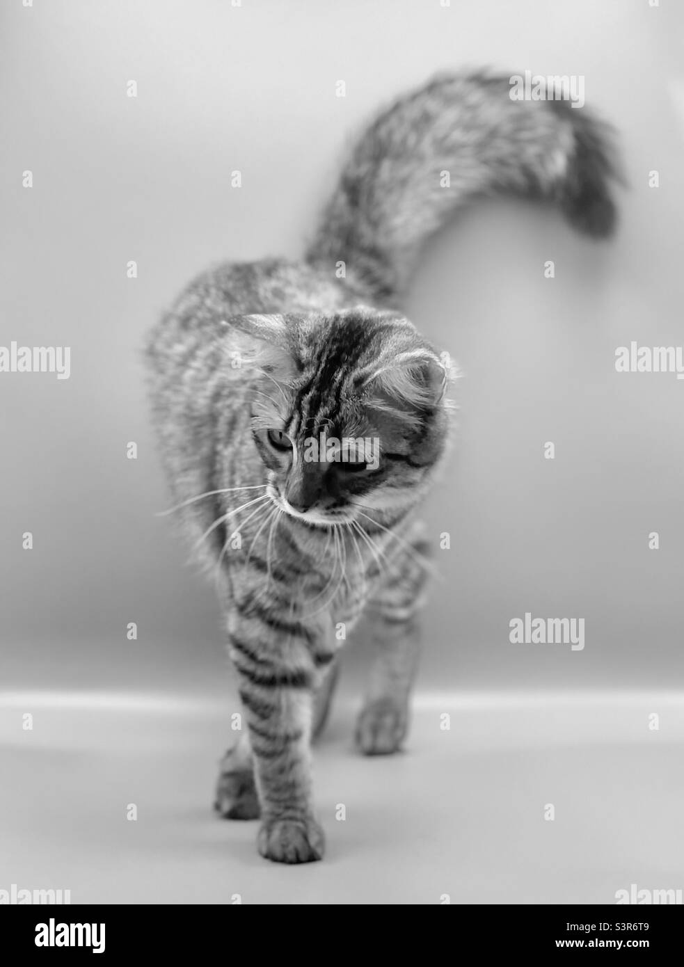 Cat walk model hi-res stock photography and images - Alamy