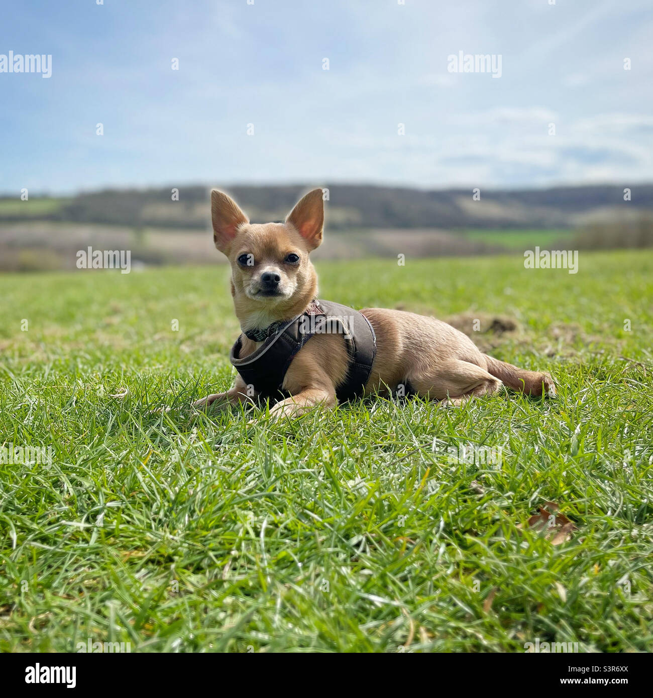 Chihuahua in grass hi-res stock photography and images - Alamy