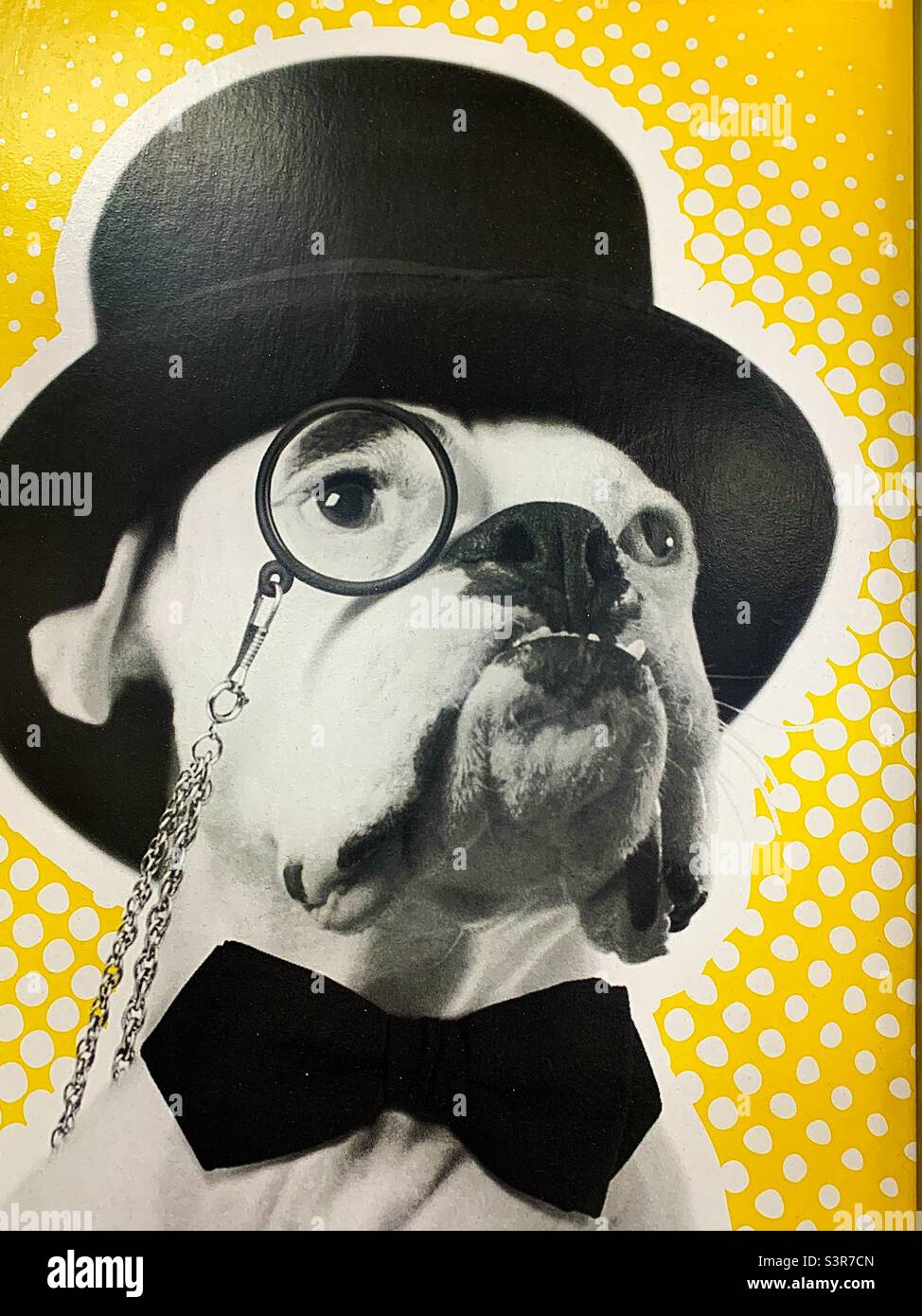 Dog with Monocle Stock Photo - Alamy