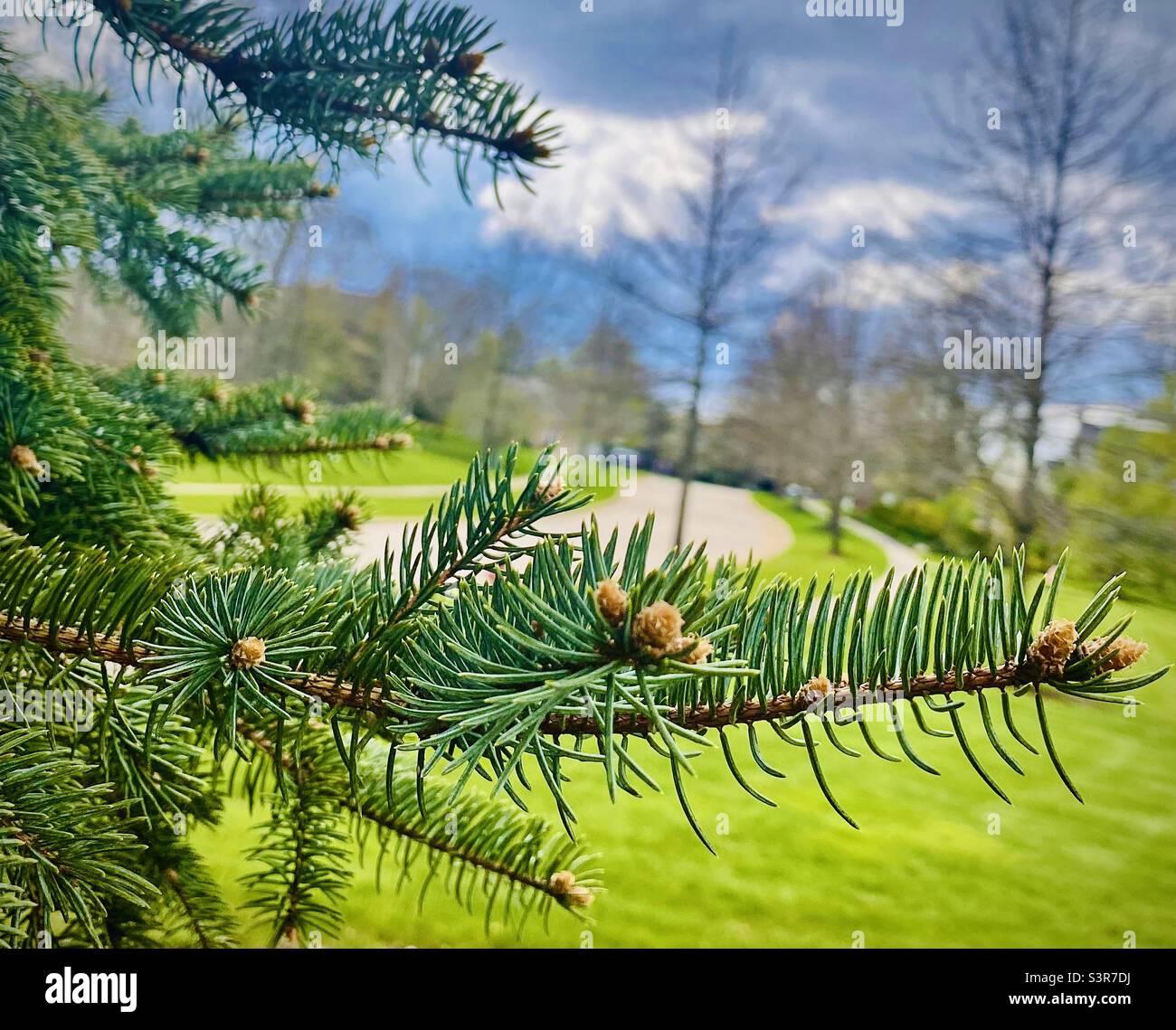Baby pinecones hi-res stock photography and images - Alamy