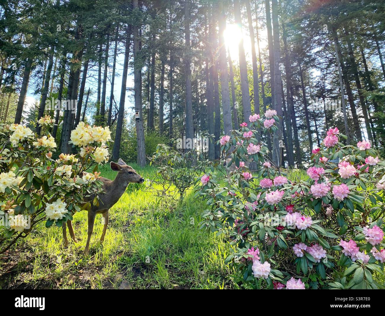 Deer And Rhododendron