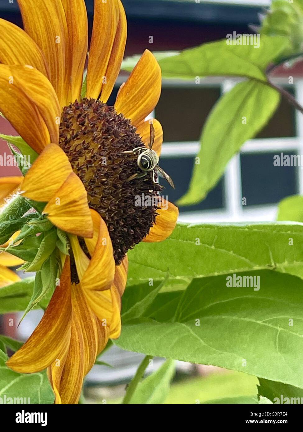 Side view bee hi-res stock photography and images - Alamy