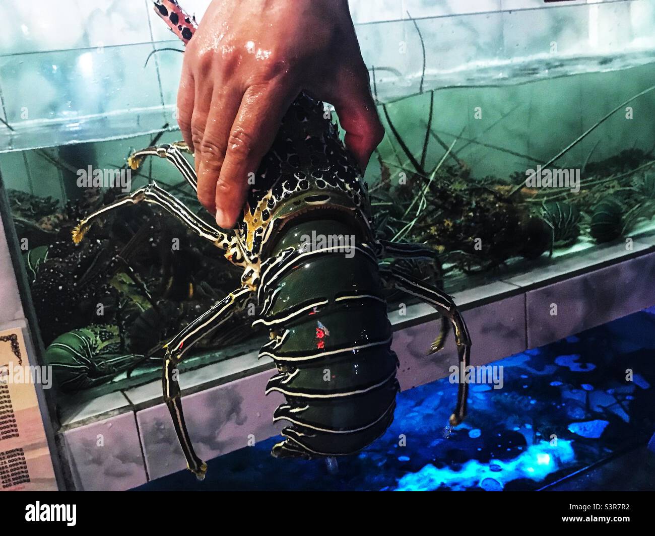 Lobster tank hi-res stock photography and images - Alamy